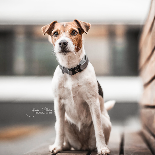 Kjøp Kentucky Dog Collar Reflective her | Lynrask levering | Fast frakt ...