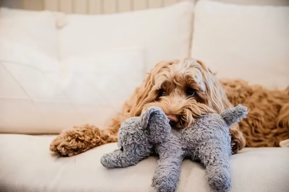 Kjøp Kentucky Dog Soft Toy Elephant her | Lynrask levering | Fast frakt ...